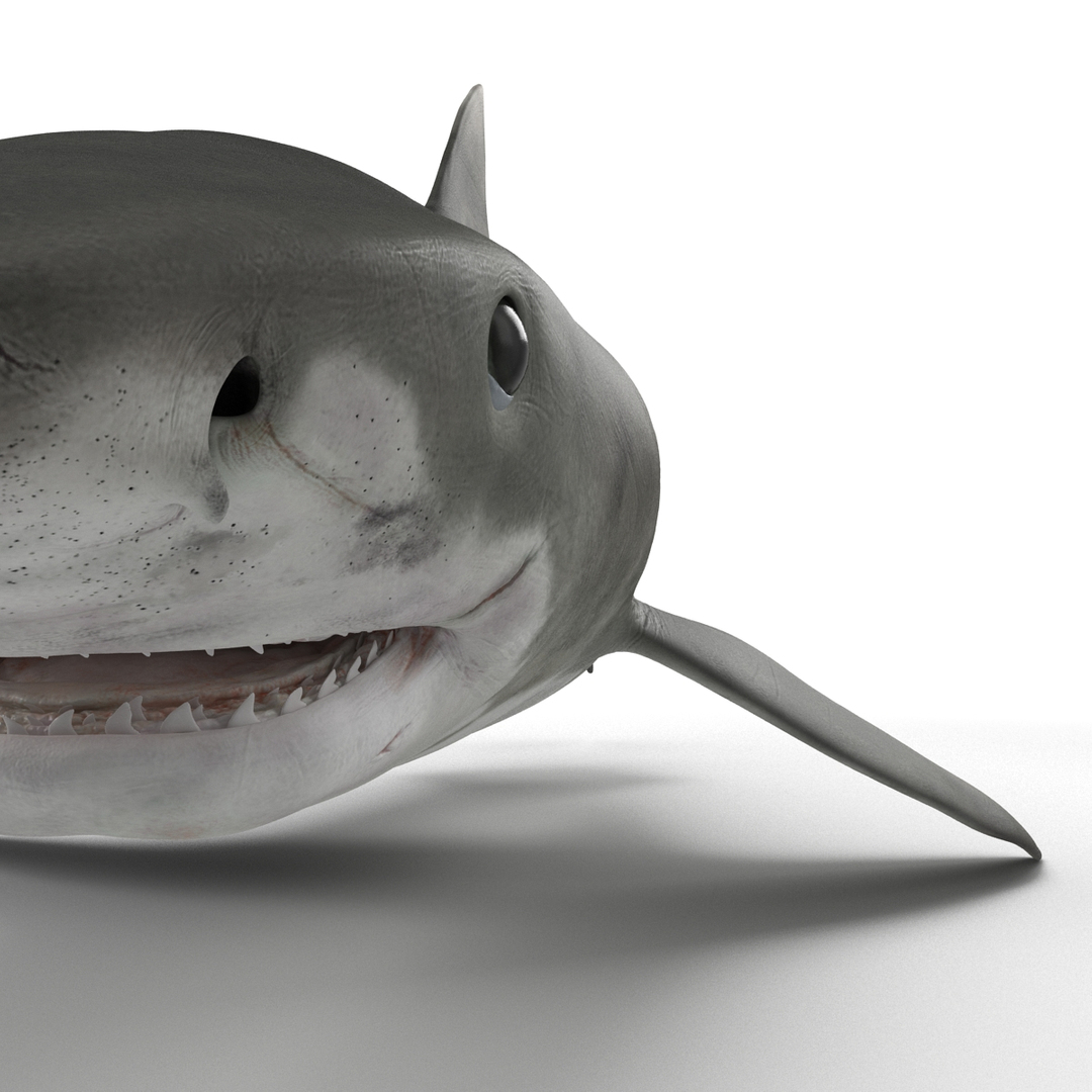 3d tiger shark