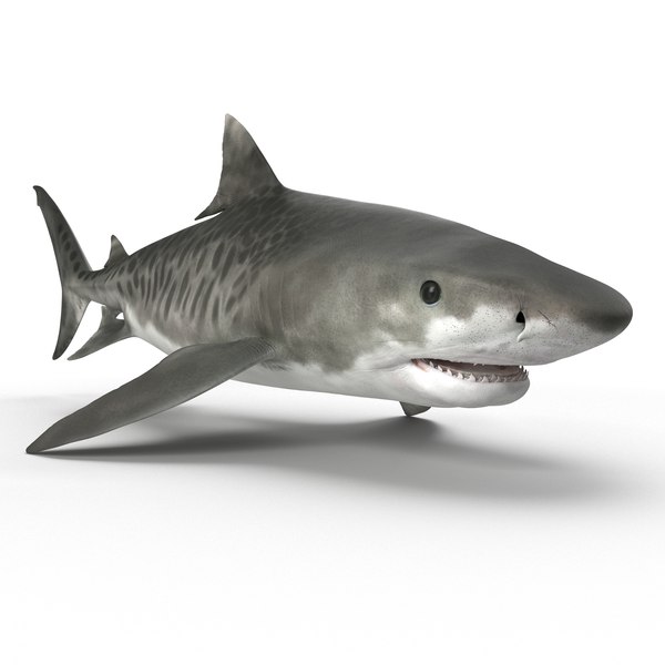 3d tiger shark