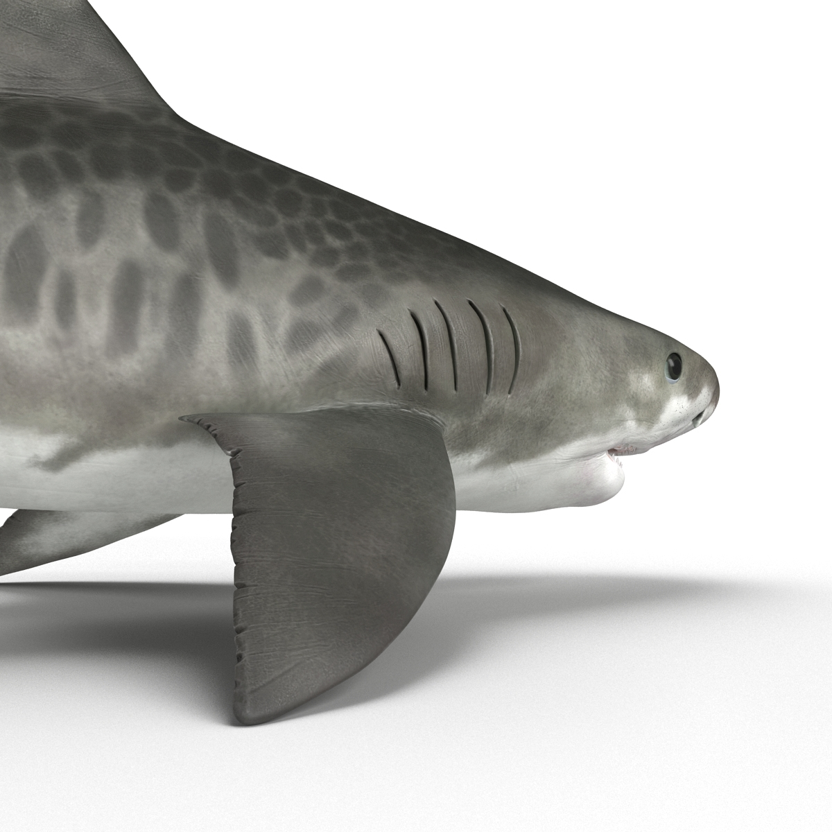 3d tiger shark