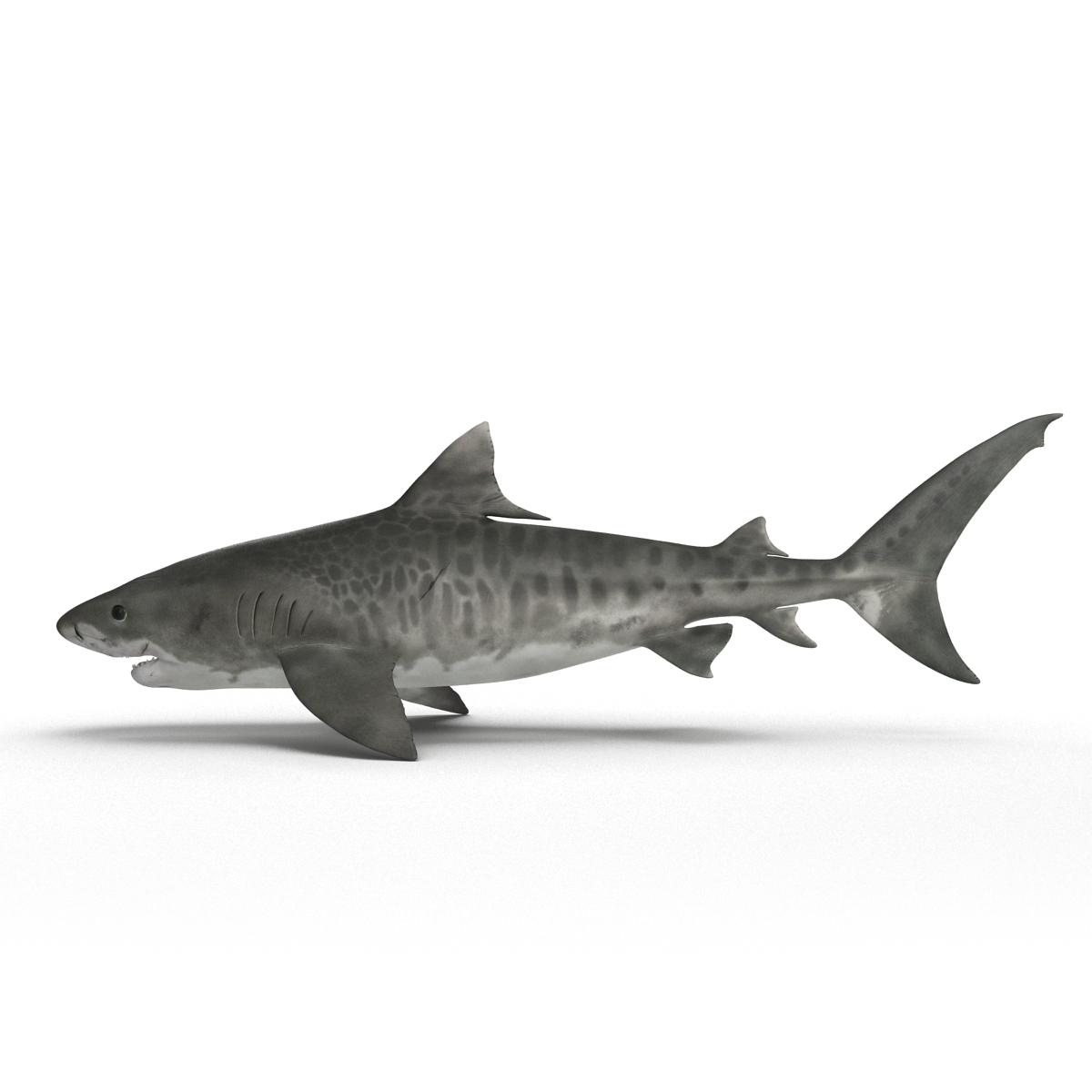 3d tiger shark