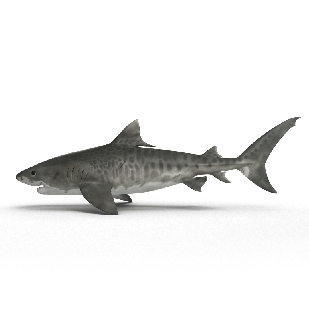 3d tiger shark