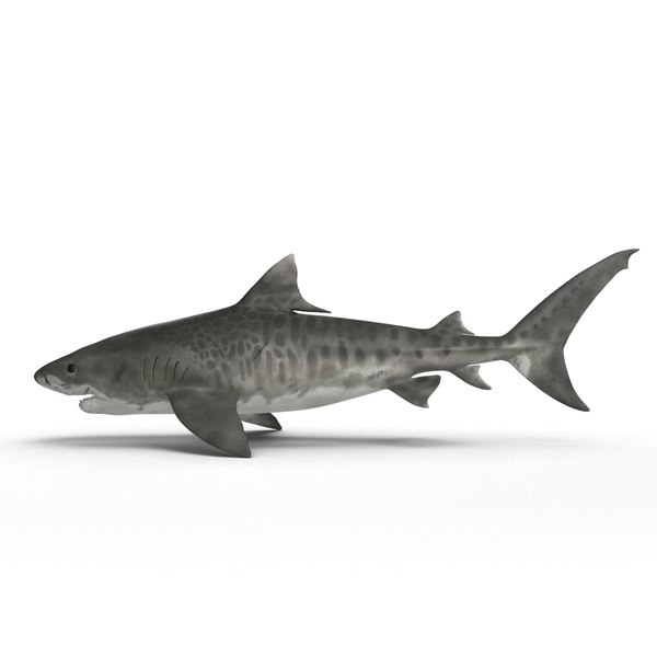 3d tiger shark