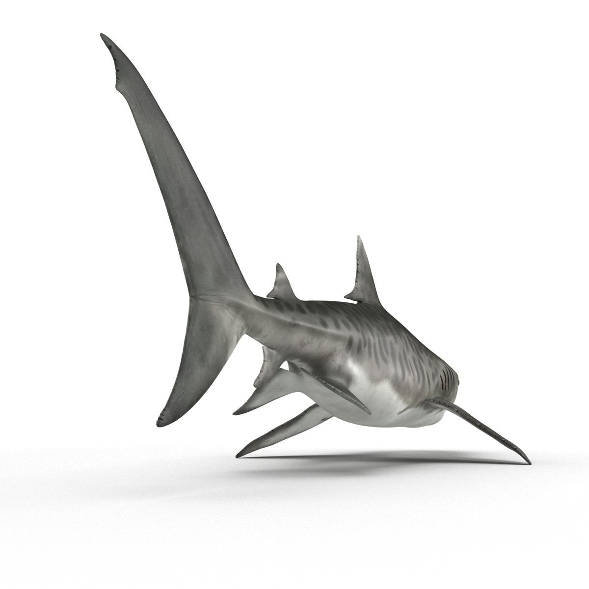 3d tiger shark