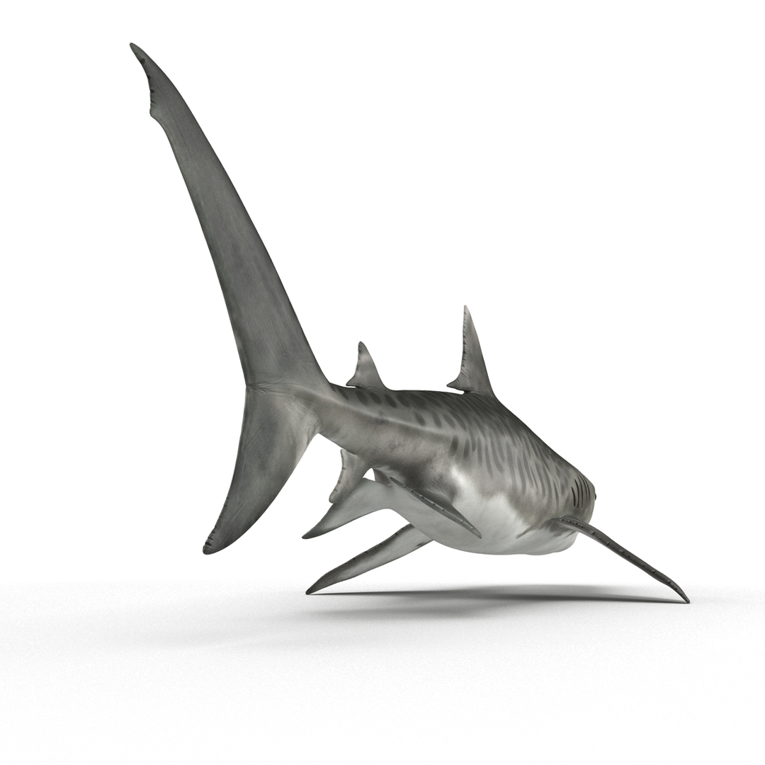 3d tiger shark