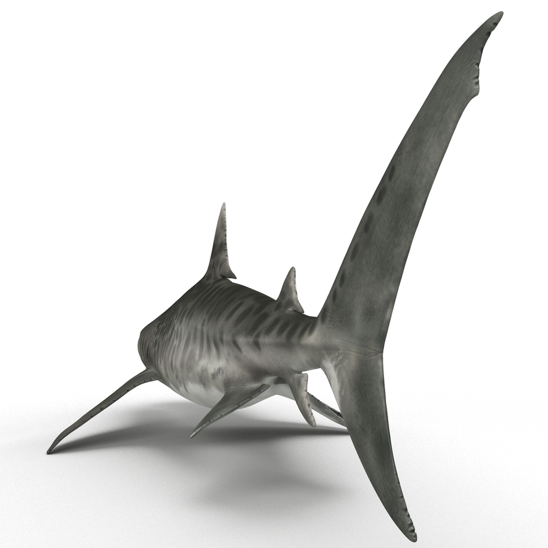 3d tiger shark
