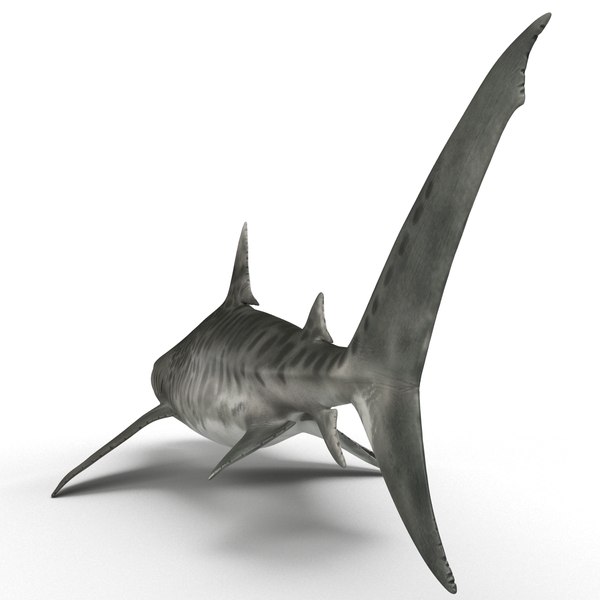 3d tiger shark