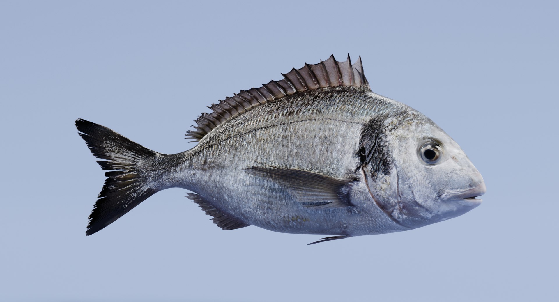 Gilthead Bream Rigged 3D Model - TurboSquid 1224637