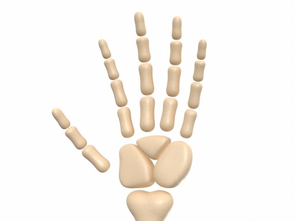 Arm bone 3D model - TurboSquid 1472028