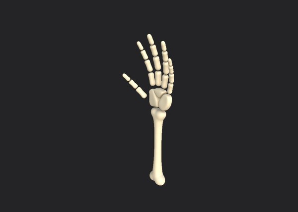 Arm bone 3D model - TurboSquid 1472028