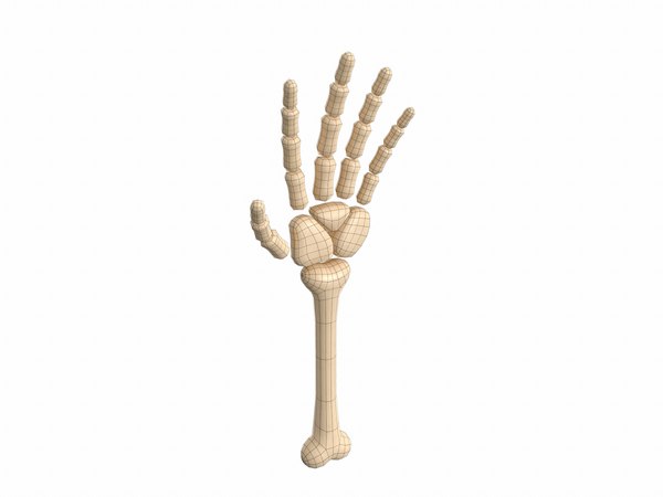 Arm bone 3D model - TurboSquid 1472028