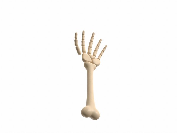 Arm bone 3D model - TurboSquid 1472028