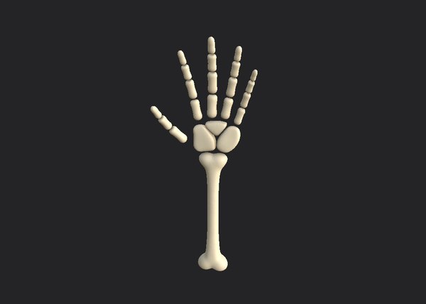 Arm bone 3D model - TurboSquid 1472028