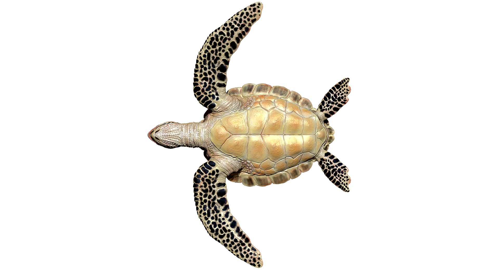 3D model carey turtle - TurboSquid 1257878
