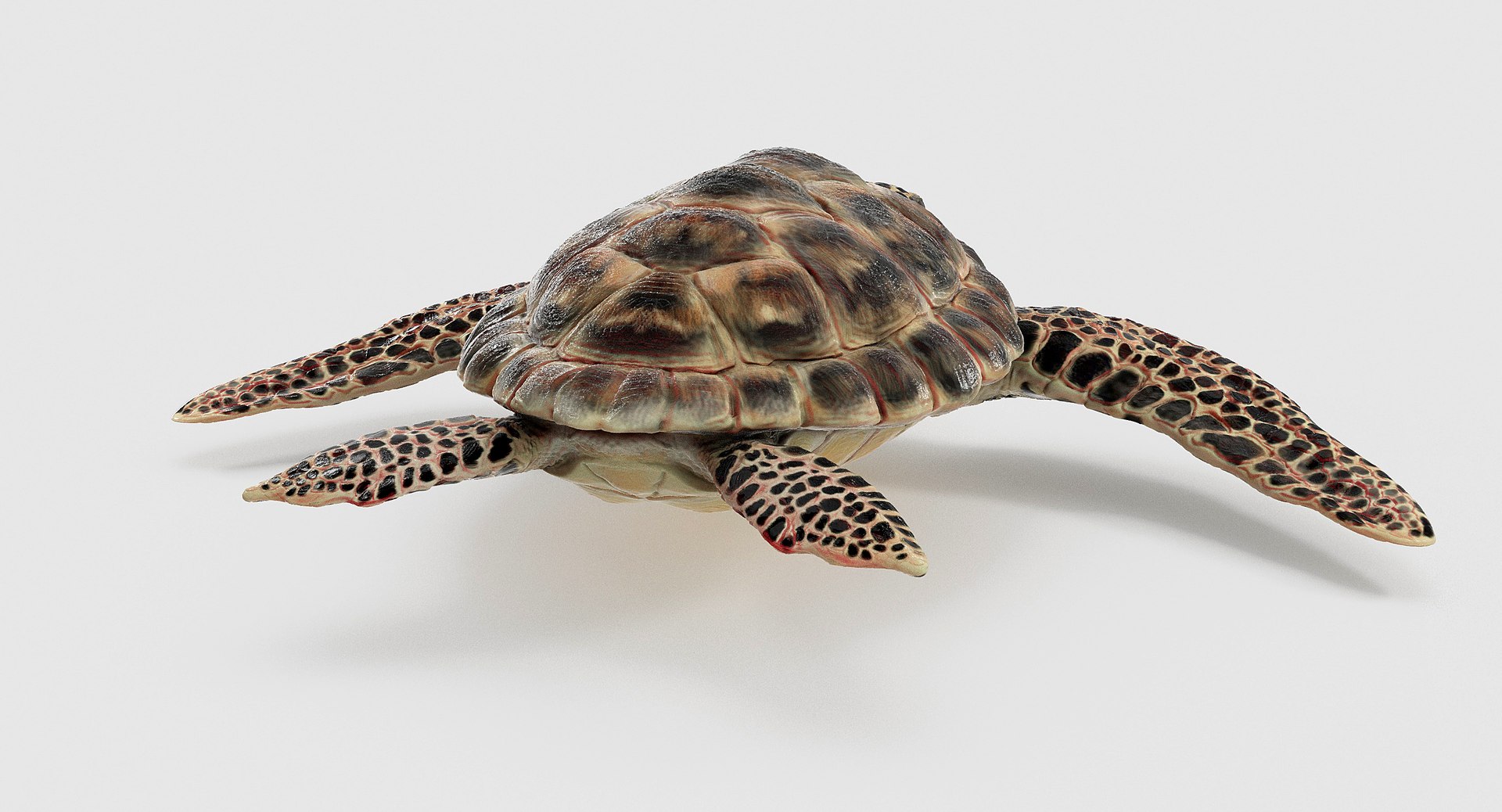 3D Model Carey Turtle - TurboSquid 1257878