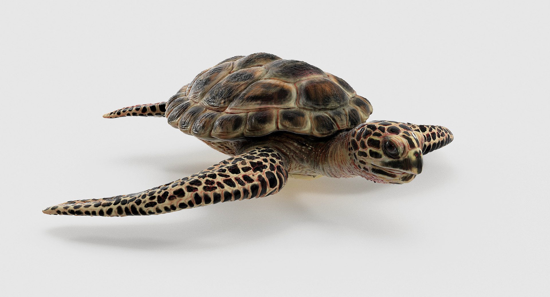 3D Model Carey Turtle - TurboSquid 1257878