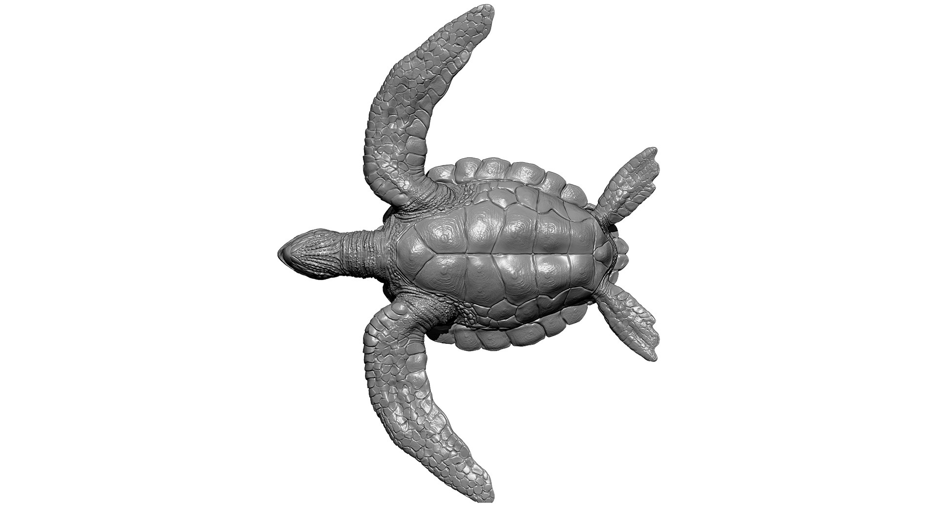 3D model carey turtle - TurboSquid 1257878