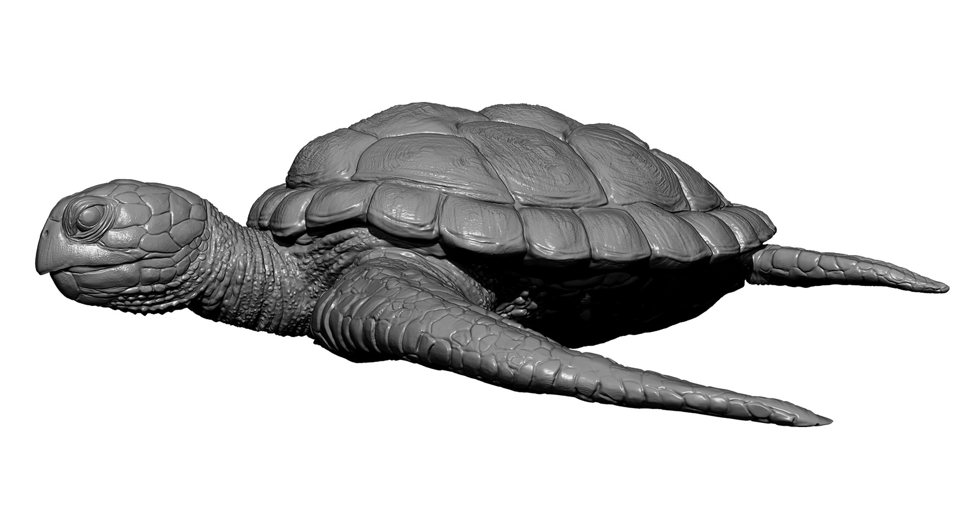 3D model carey turtle - TurboSquid 1257878