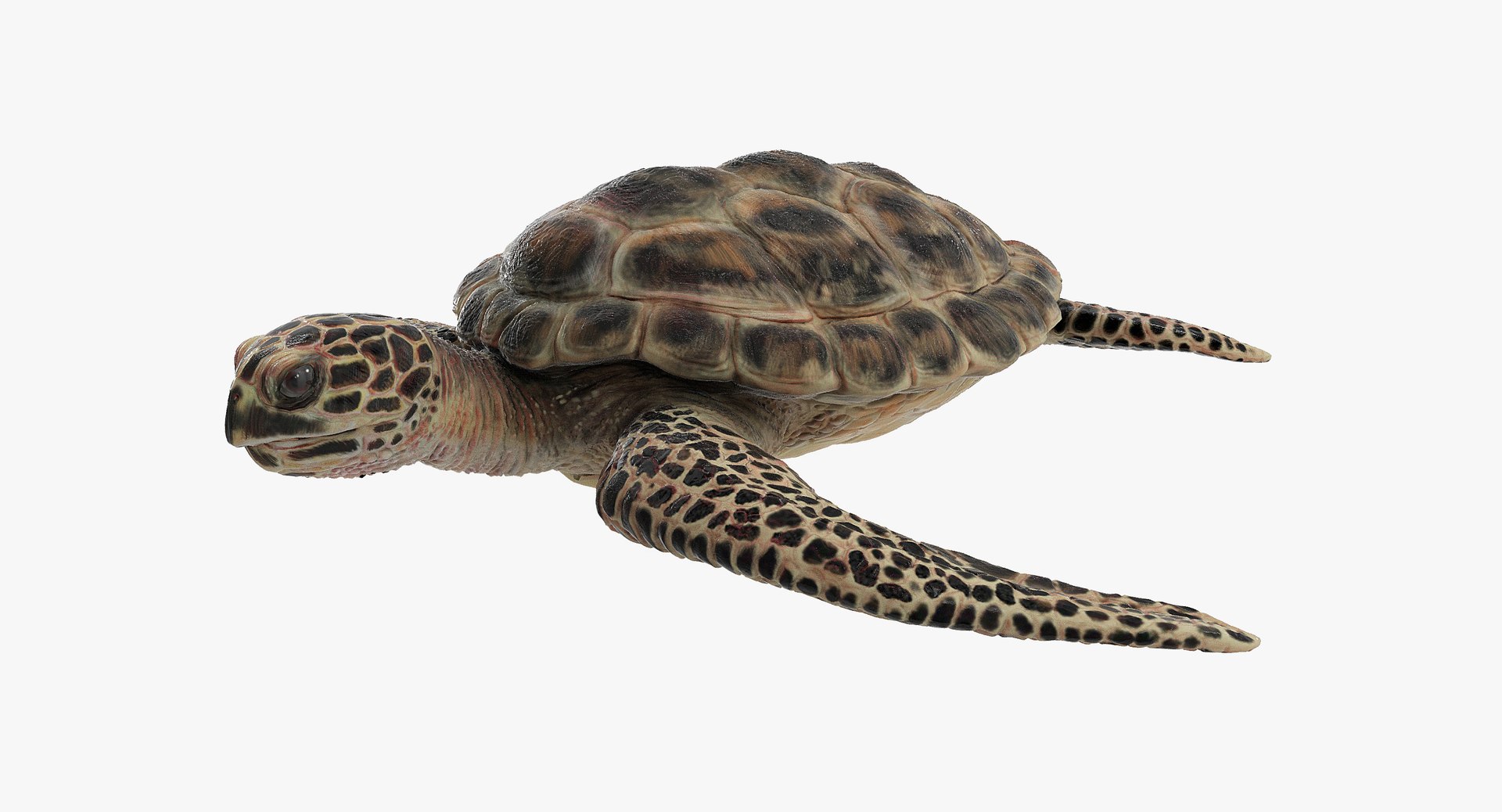 3D Model Carey Turtle - TurboSquid 1257878