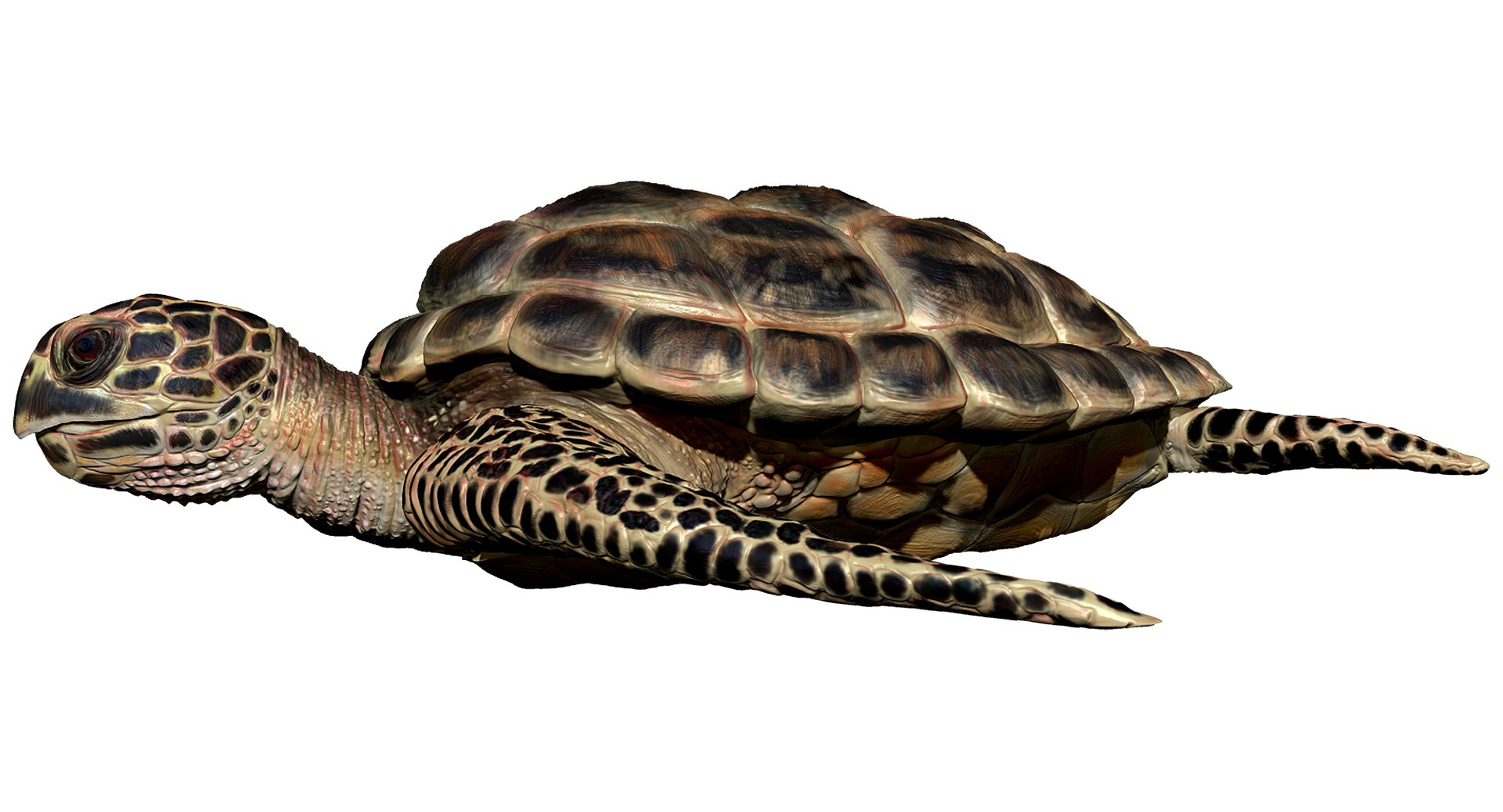 3D Model Carey Turtle - TurboSquid 1257878