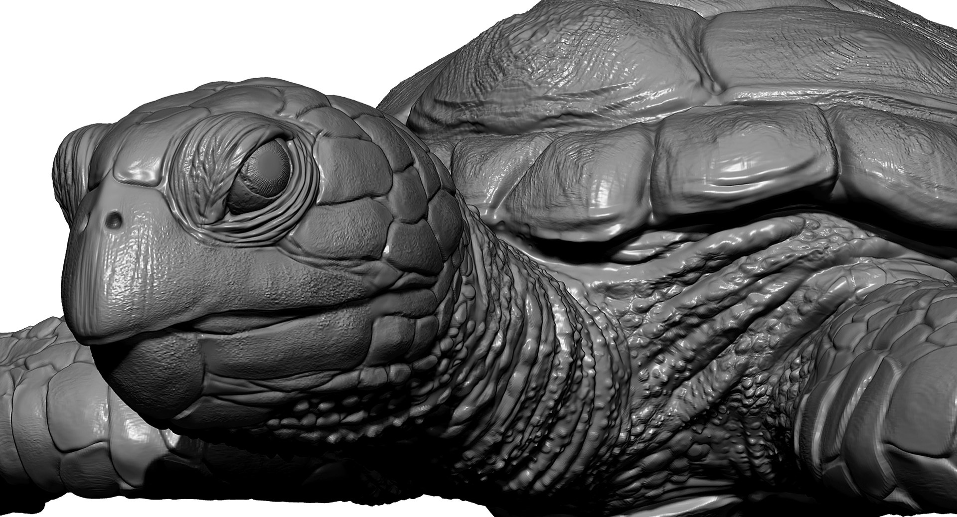 3D model carey turtle - TurboSquid 1257878