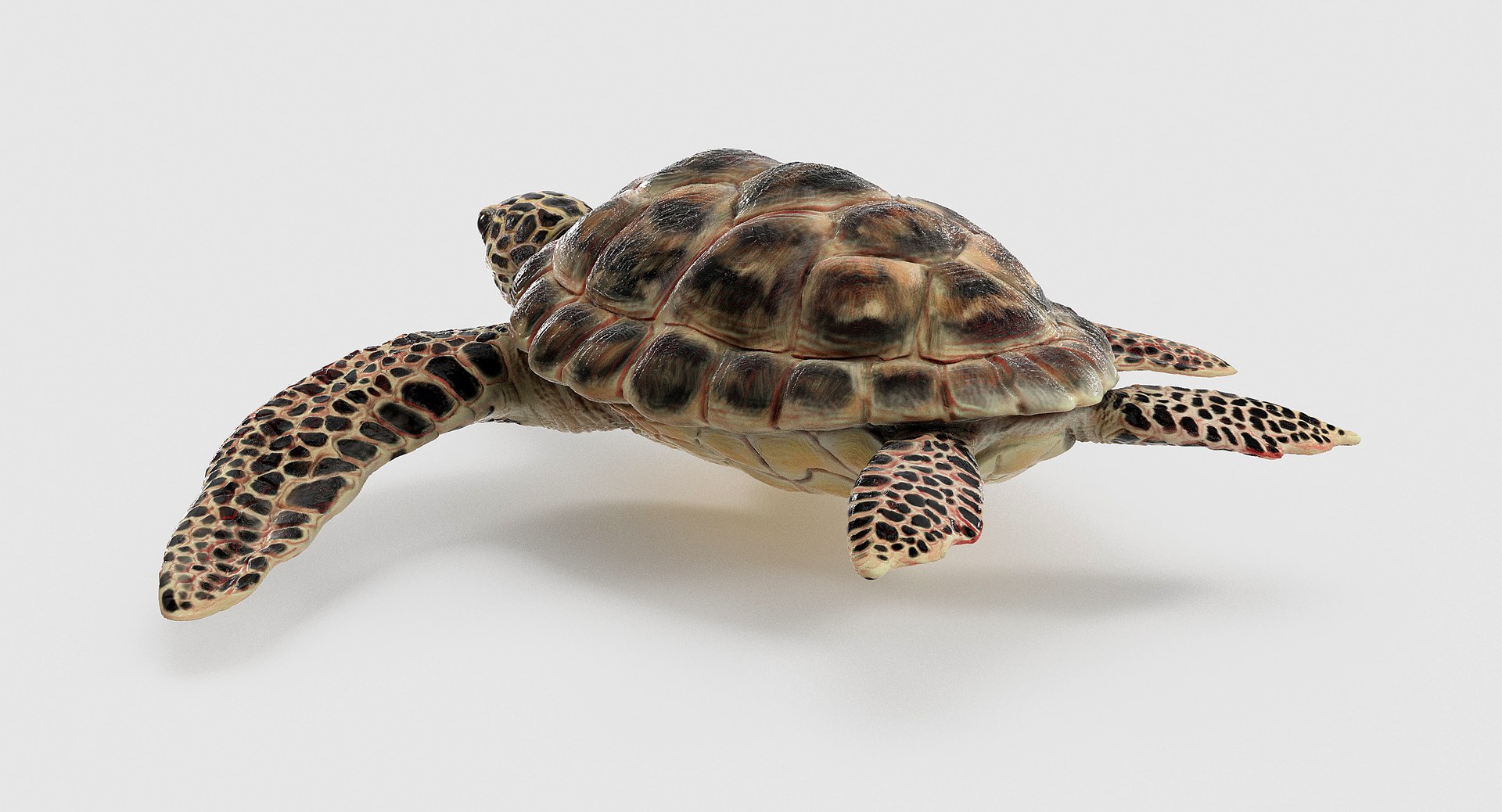 3D Model Carey Turtle - TurboSquid 1257878