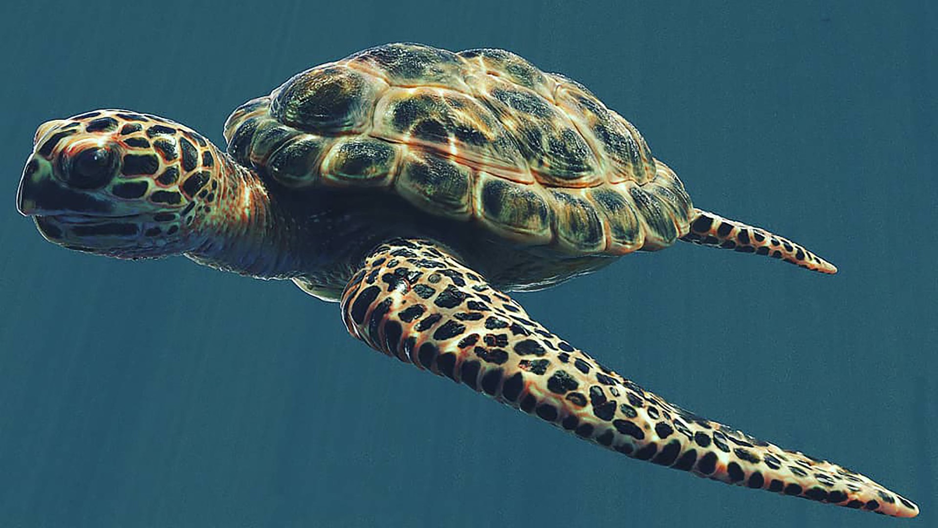 3D Model Carey Turtle - TurboSquid 1257878