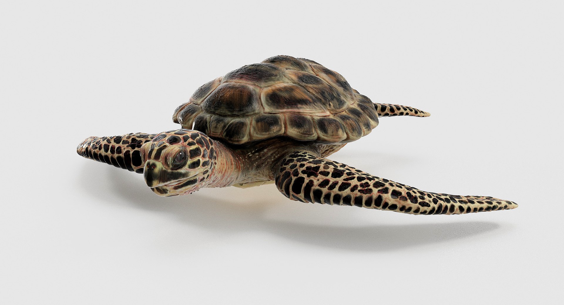 3D Model Carey Turtle - TurboSquid 1257878