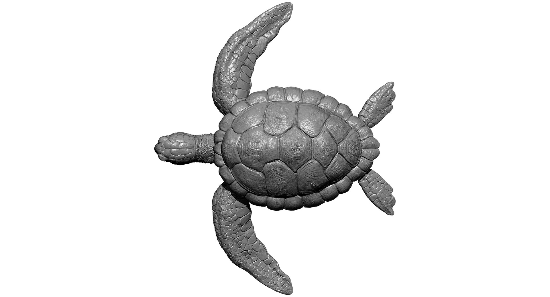 3D model carey turtle - TurboSquid 1257878