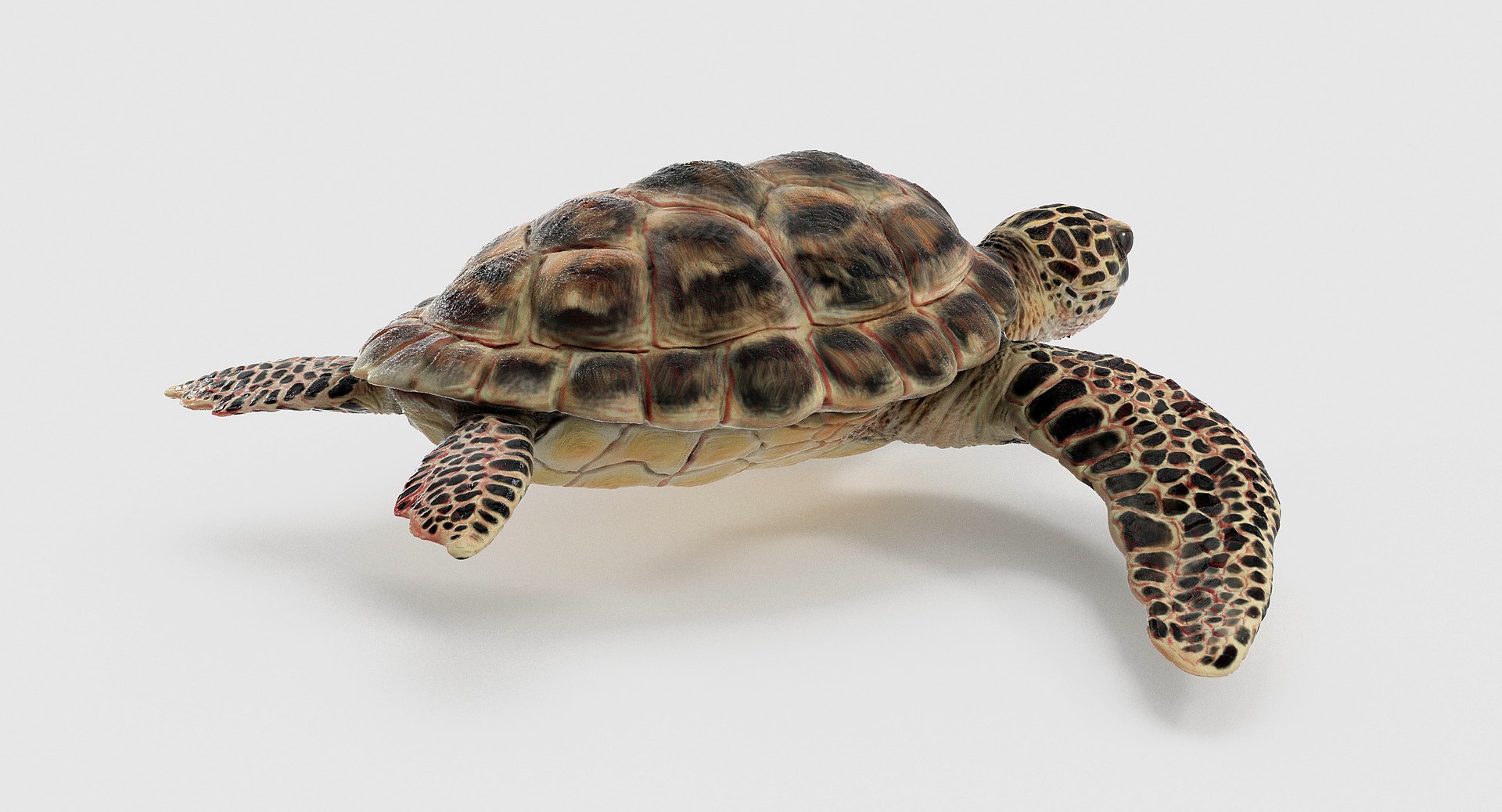 3D Model Carey Turtle - TurboSquid 1257878