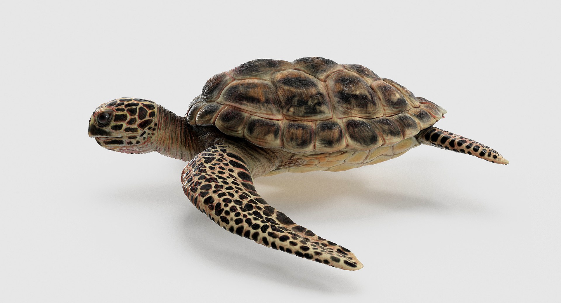 3D Model Carey Turtle - TurboSquid 1257878