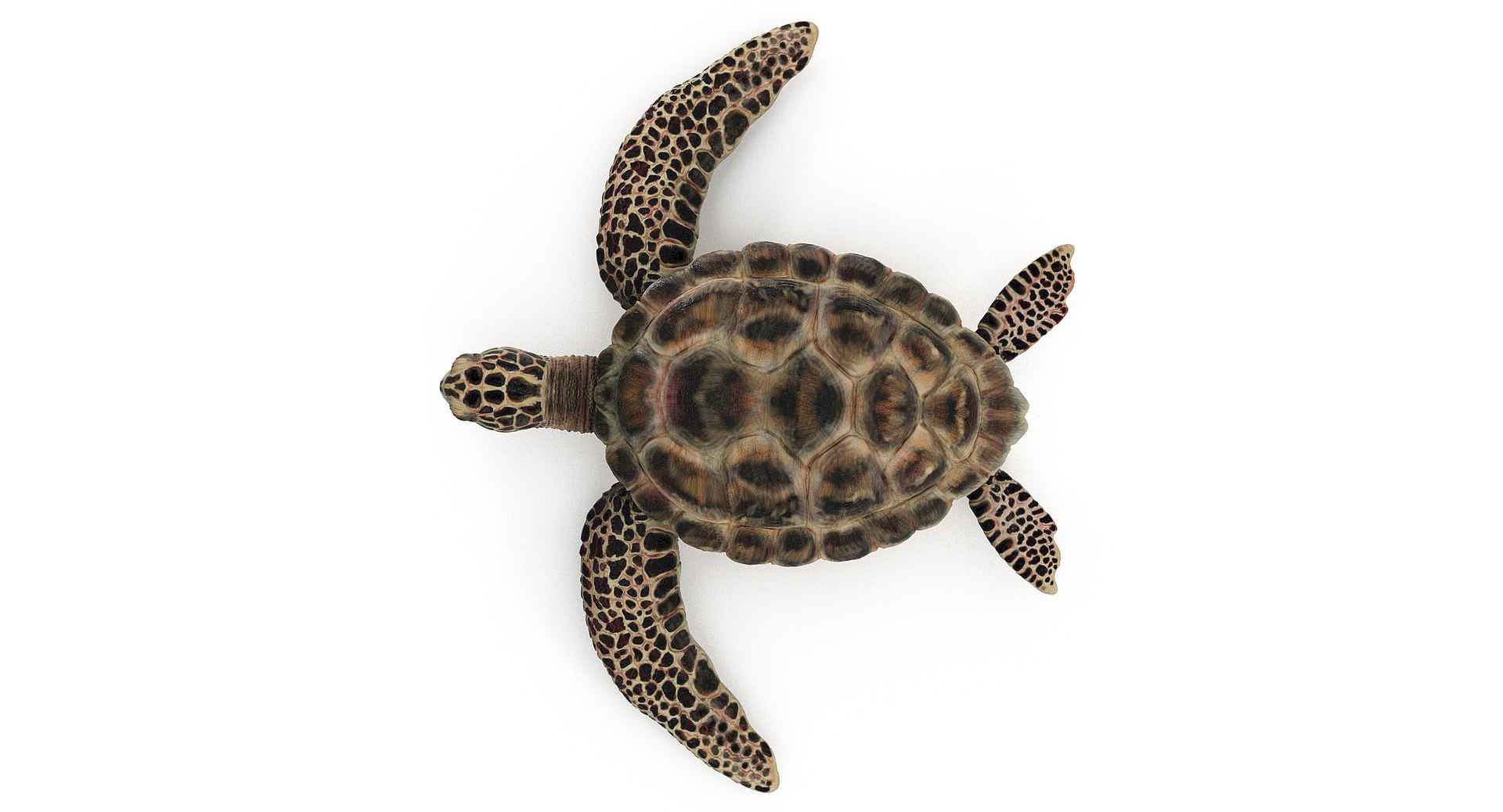 3D model carey turtle - TurboSquid 1257878