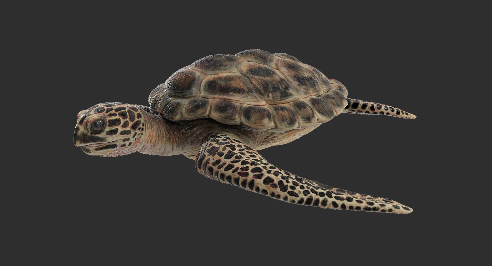 3D model carey turtle - TurboSquid 1257878