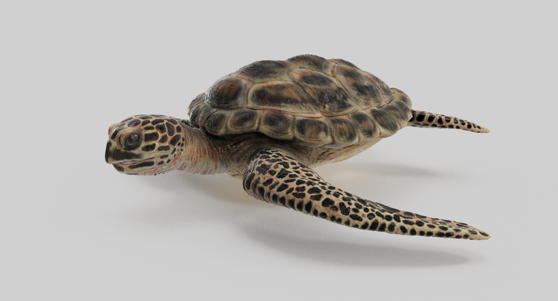 3D Model Carey Turtle - TurboSquid 1257878