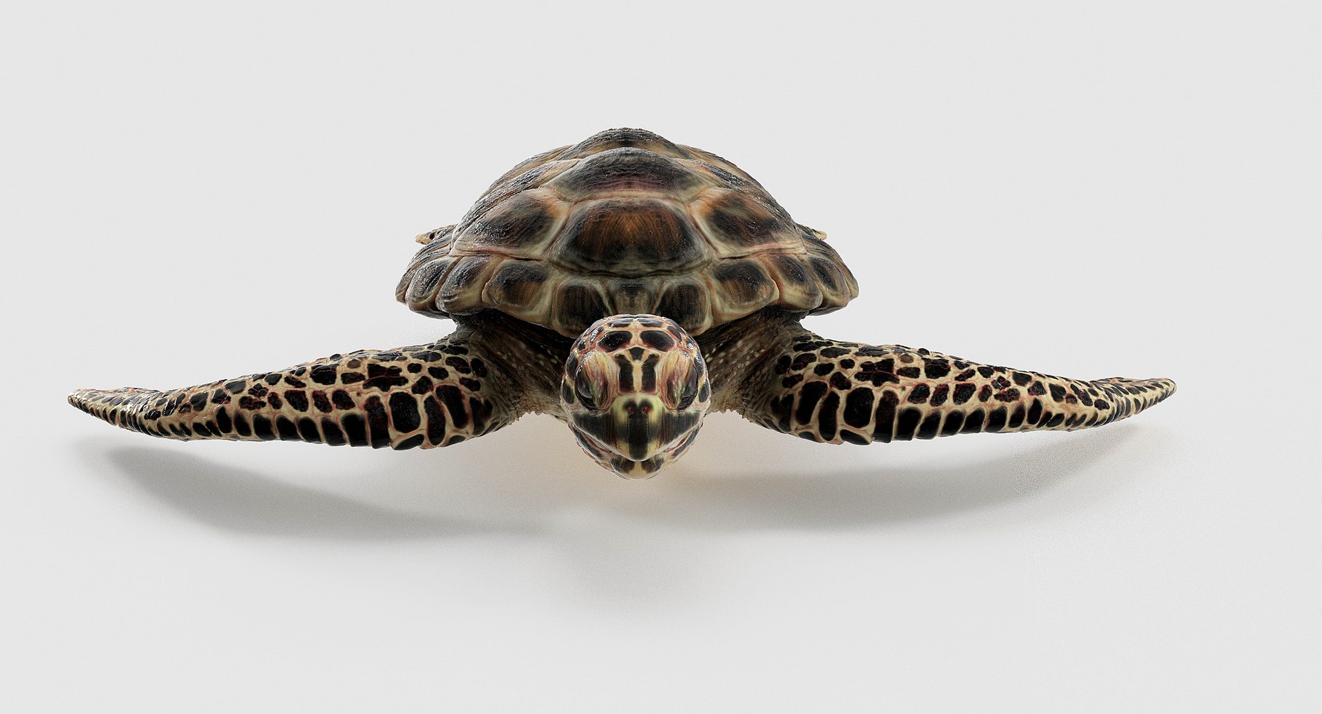 3D Model Carey Turtle - TurboSquid 1257878