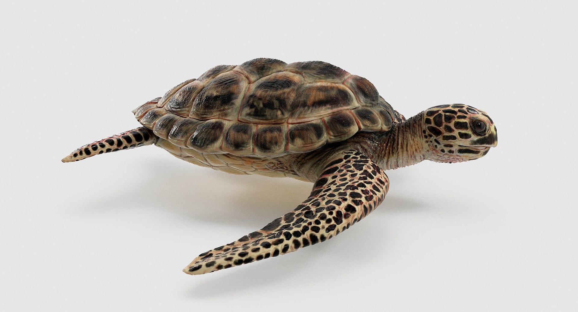 3D Model Carey Turtle - TurboSquid 1257878