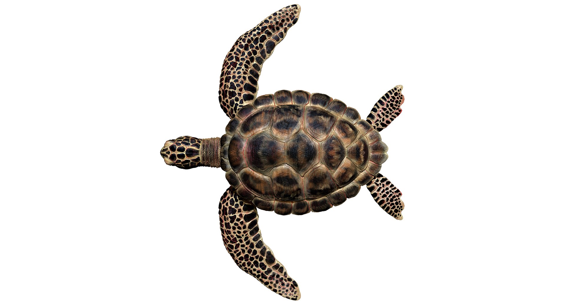 3D model carey turtle - TurboSquid 1257878