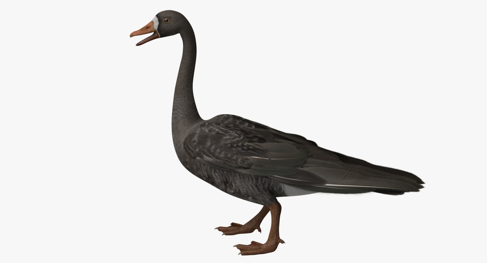 Anser Albifrons Greater White-fronted 3d Obj