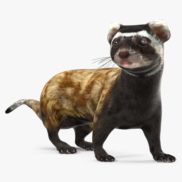 modelo 3d Vormela Peregusna en pose de caminar - TurboSquid 2209135