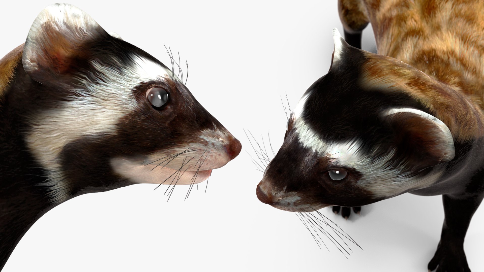 Vormela Peregusna In Walking Pose 3D Model - TurboSquid 2209135