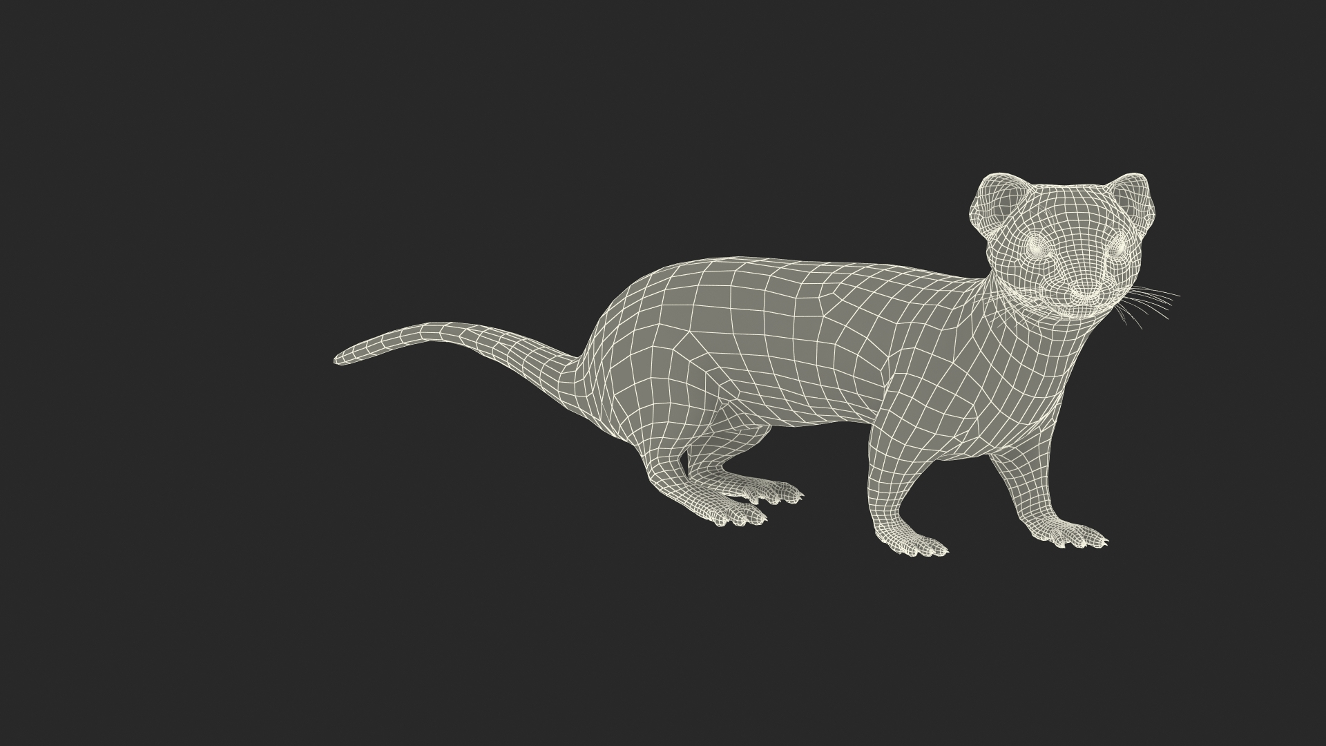 Vormela Peregusna In Walking Pose 3D Model - TurboSquid 2209135