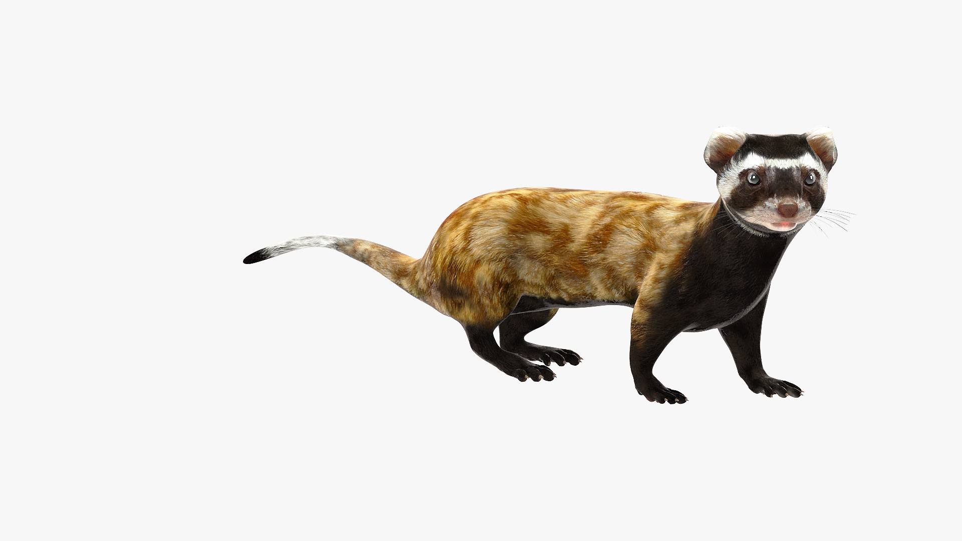 Vormela Peregusna In Walking Pose 3D Model - TurboSquid 2209135