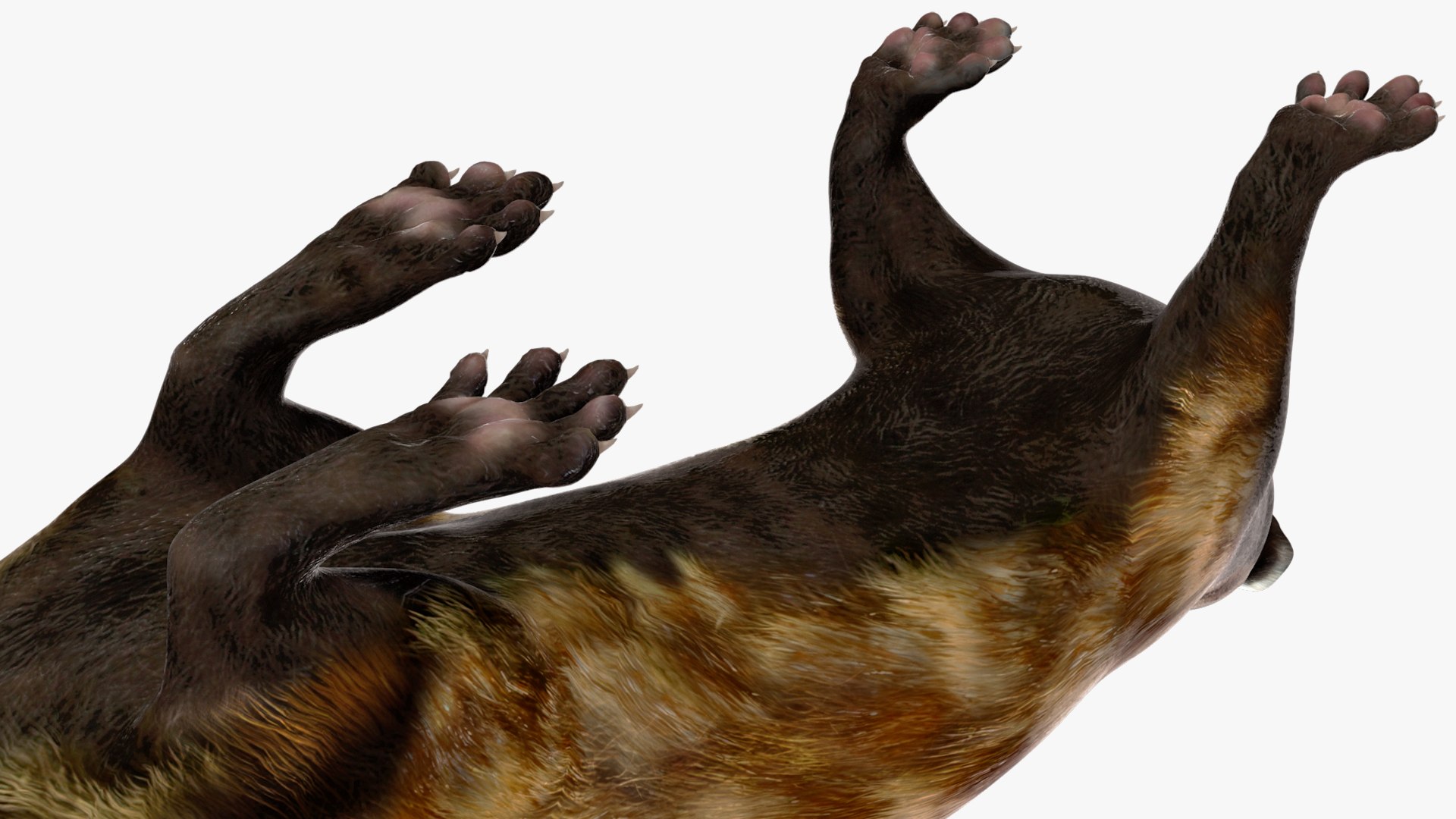 Vormela Peregusna In Walking Pose 3D Model - TurboSquid 2209135