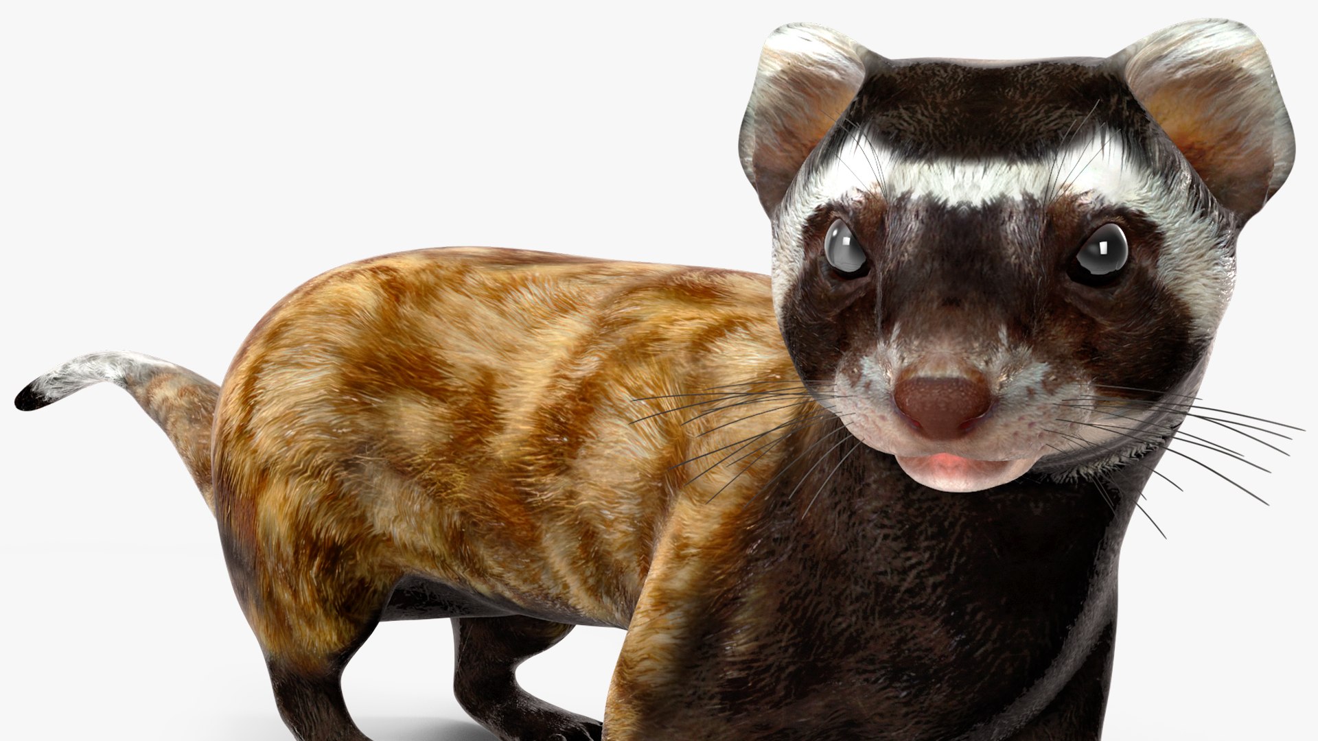 Vormela Peregusna In Walking Pose 3D Model - TurboSquid 2209135