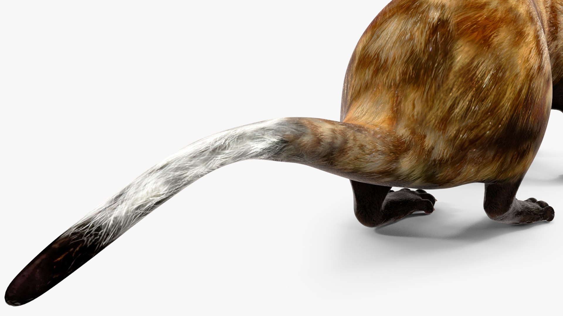 Vormela Peregusna In Walking Pose 3D Model - TurboSquid 2209135