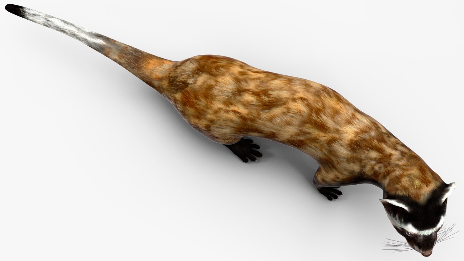 Vormela Peregusna In Walking Pose 3D Model - TurboSquid 2209135