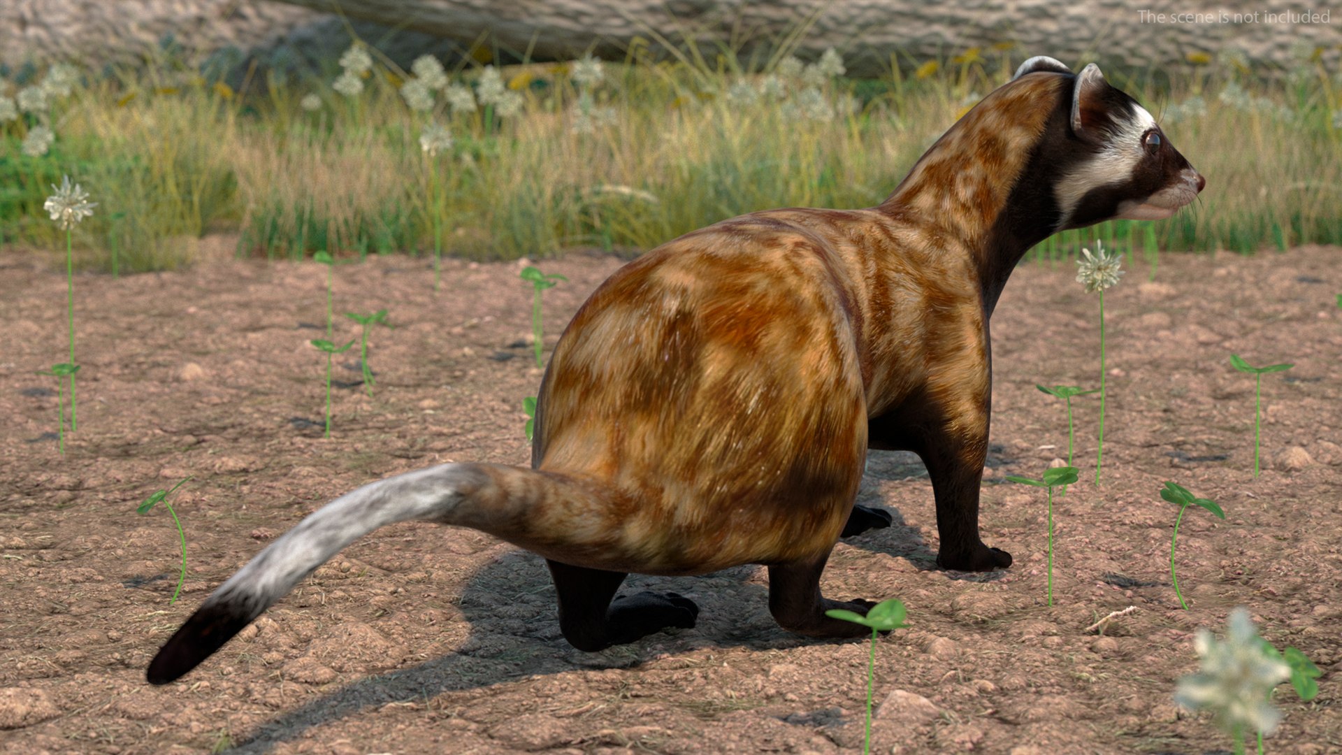 Vormela Peregusna In Walking Pose 3D Model - TurboSquid 2209135