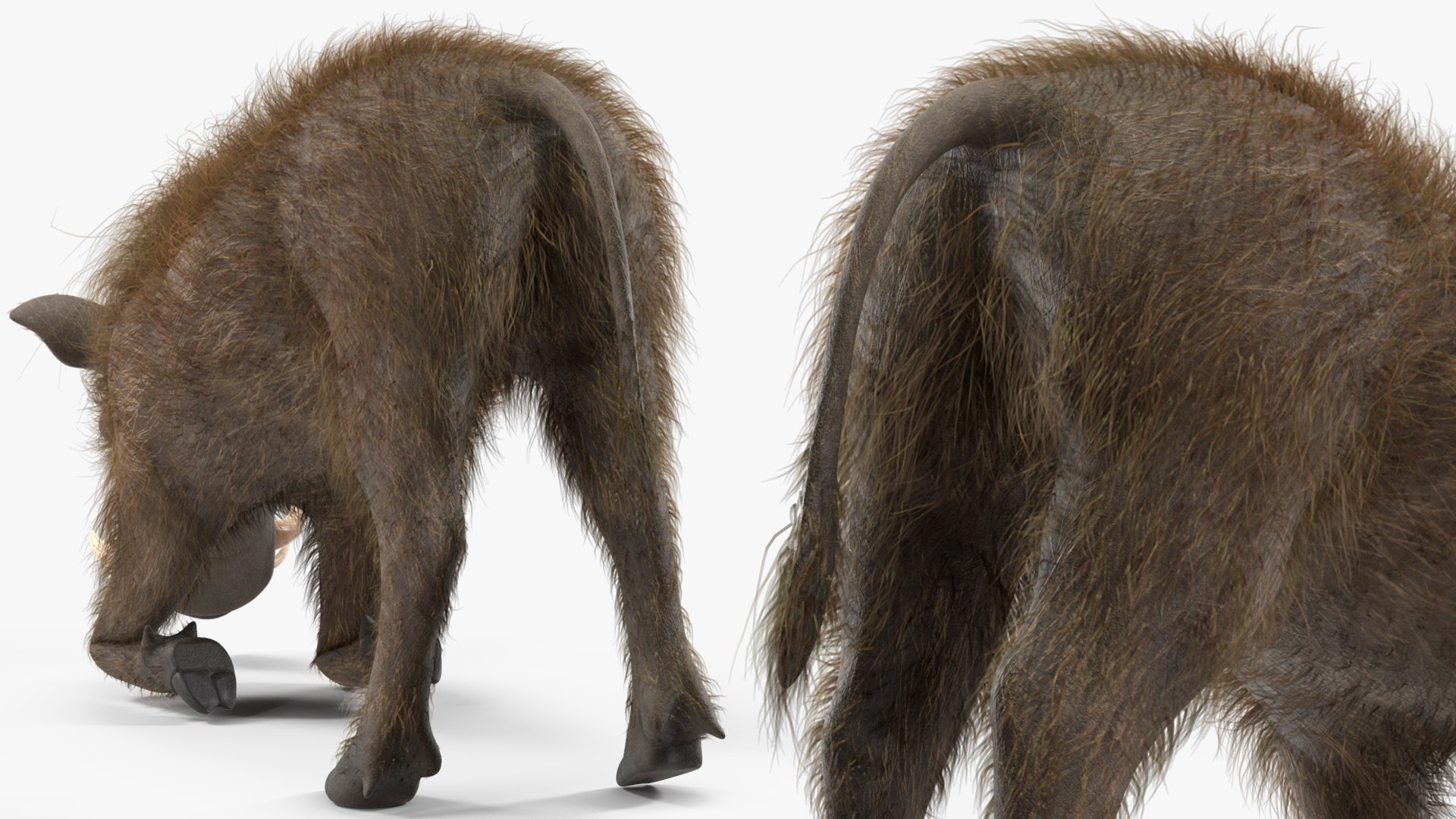 Phacochoerus Africanus Sundevallii Kneeling Pose Fur 3D Model ...