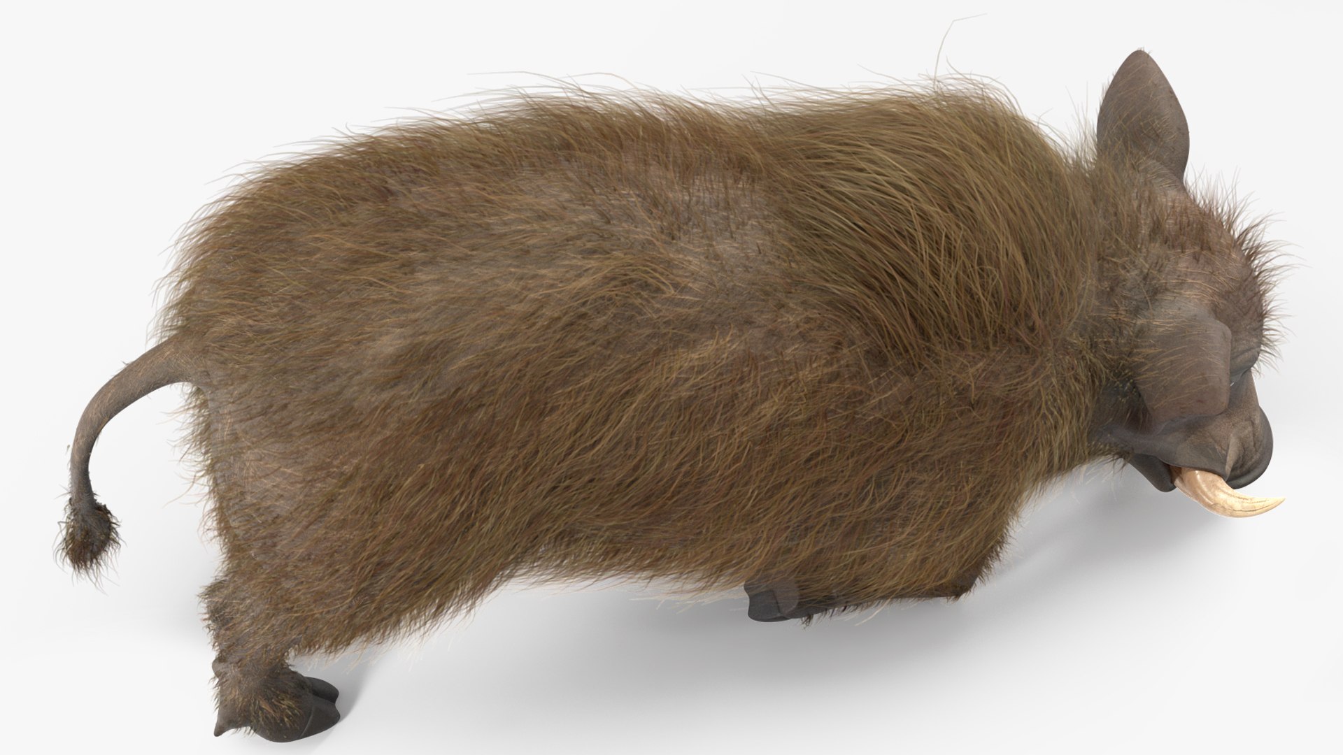 Phacochoerus Africanus Sundevallii Kneeling Pose Fur 3D Model ...