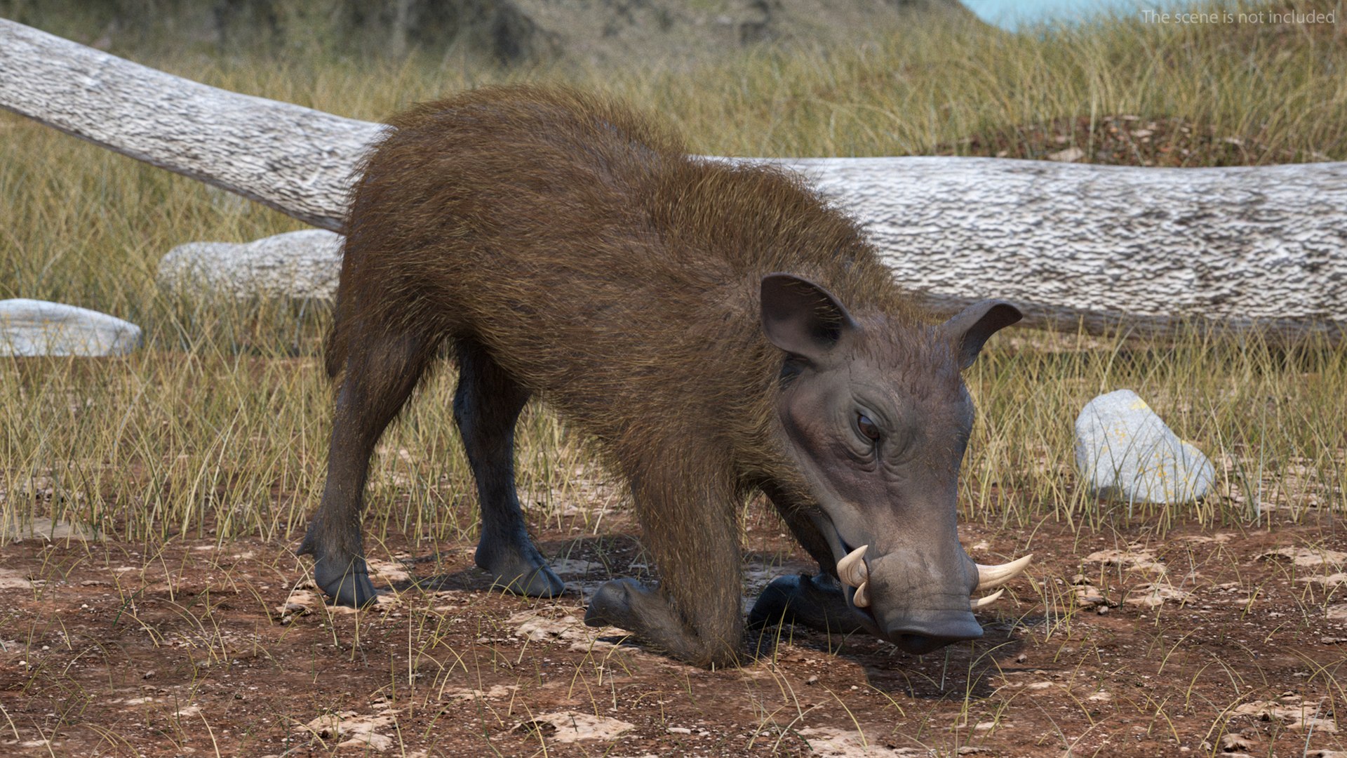 Phacochoerus Africanus Sundevallii Kneeling Pose Fur 3D Model ...