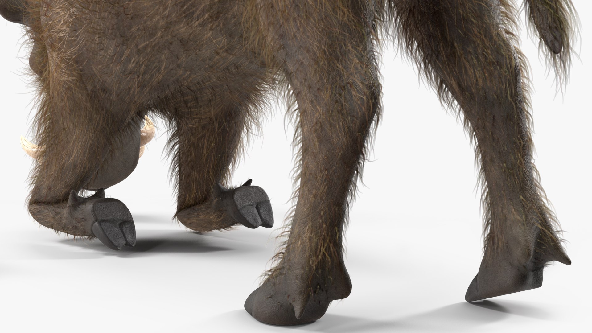 Phacochoerus Africanus Sundevallii Kneeling Pose Fur 3D Model ...